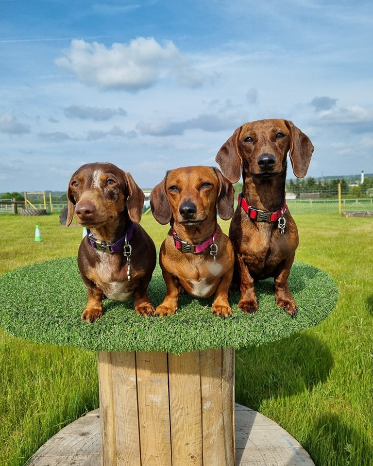 Stash Stables Livery & Dog Park – Stash Stables Livery & Dog Park