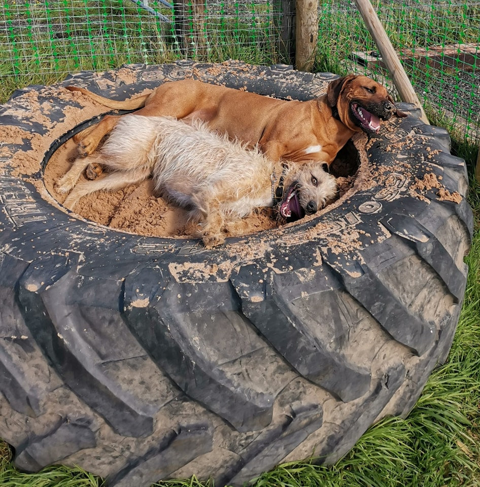 Stash Stables Livery & Dog Park – Stash Stables Livery & Dog Park