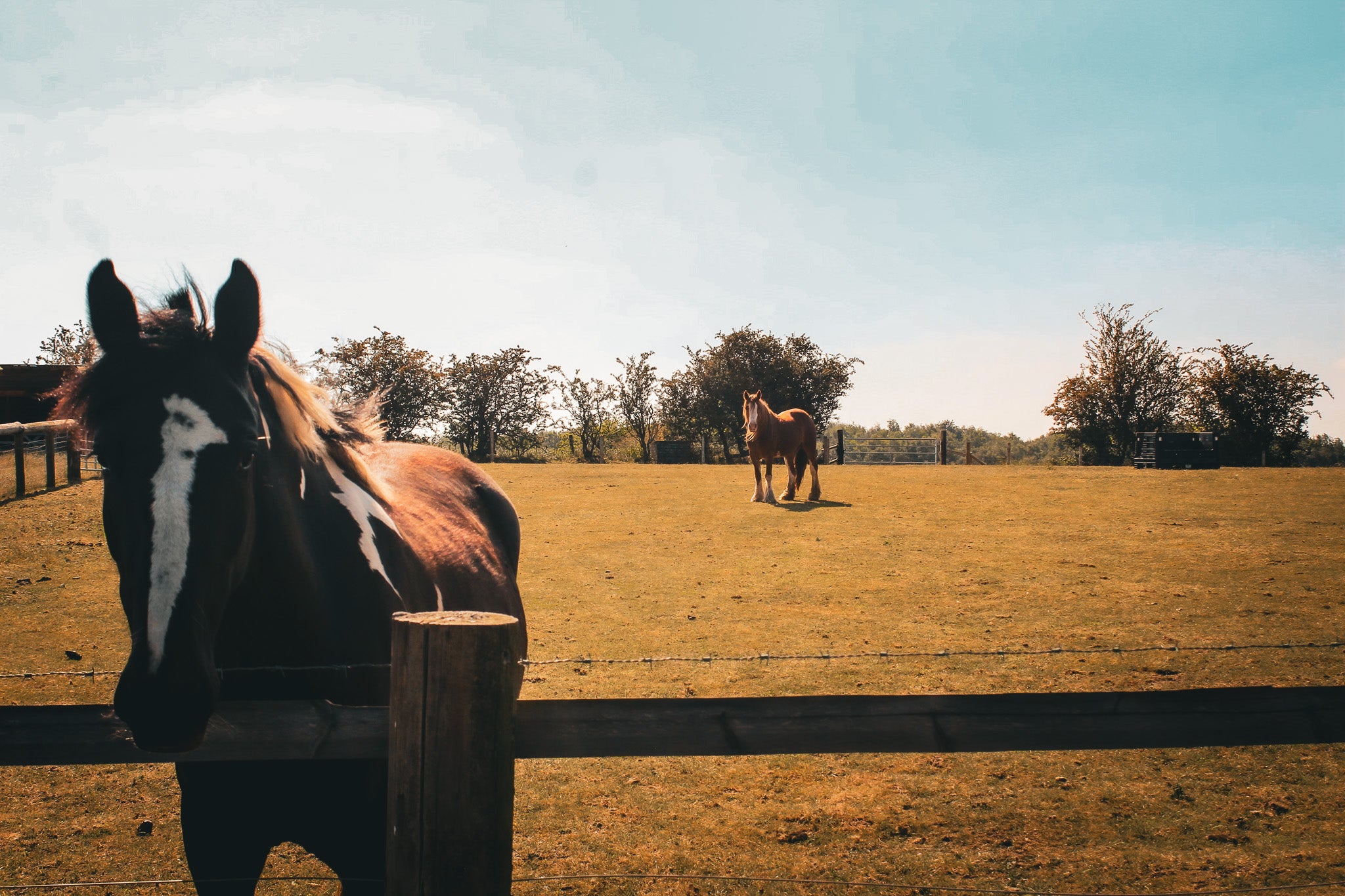 Livery – Stash Stables Livery & Dog Park